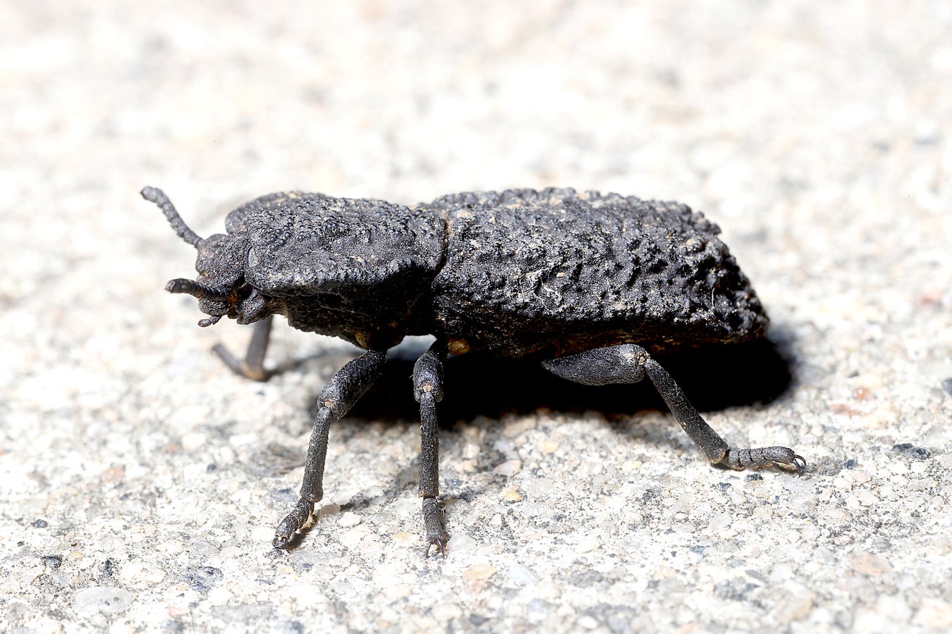 This Beetle's Stab-Proof Exoskeleton Makes It Almost Indestructible ...