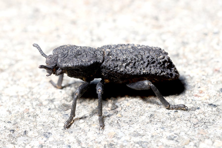 This Beetle's Stab-Proof Exoskeleton Makes It Almost Indestructible ...