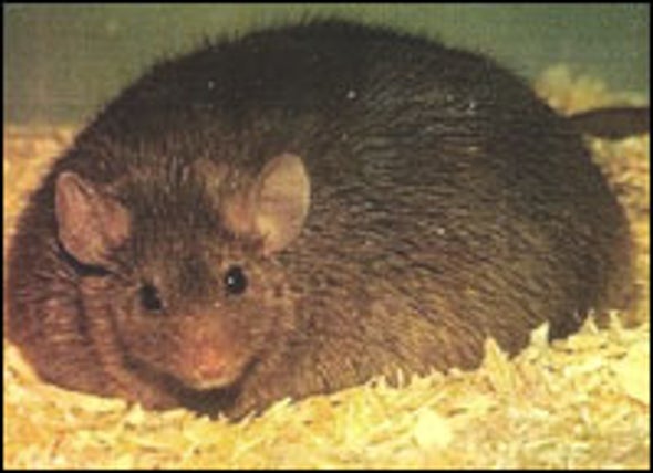 Cutting Off Blood Supply to Fat Cells Slims Obese Mice - Scientific ...
