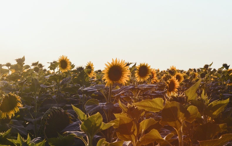 Debate Blooms over Anatomy of the World's First Flower - Scientific ...