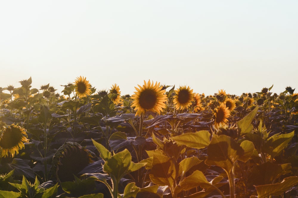 Debate Blooms over Anatomy of the World's First Flower | Scientific ...