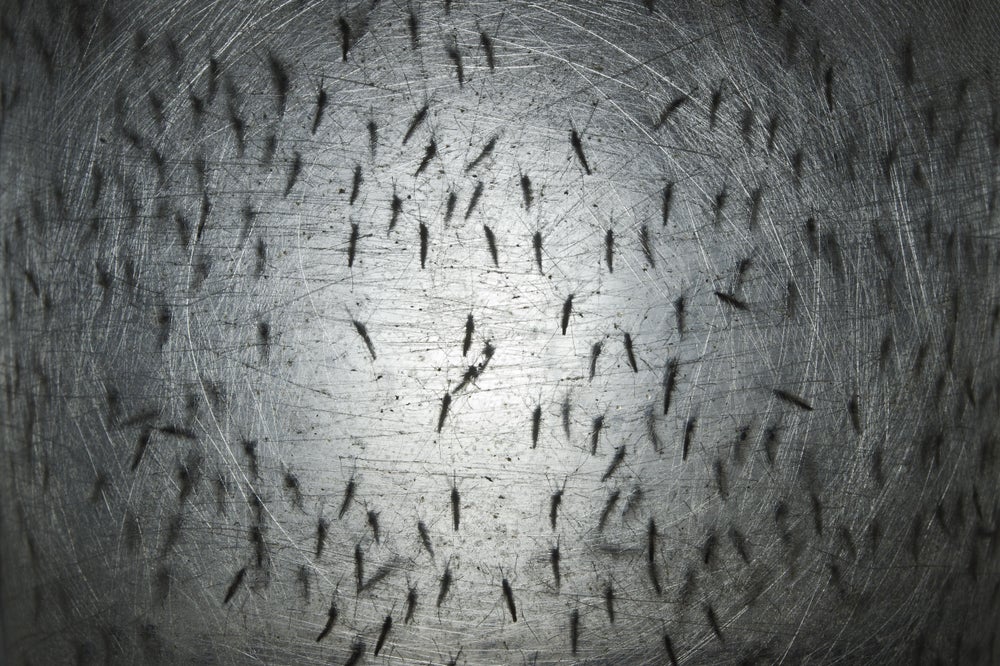 First Genetically Modified Mosquitoes Released in U.S. Are Hatching Now ...