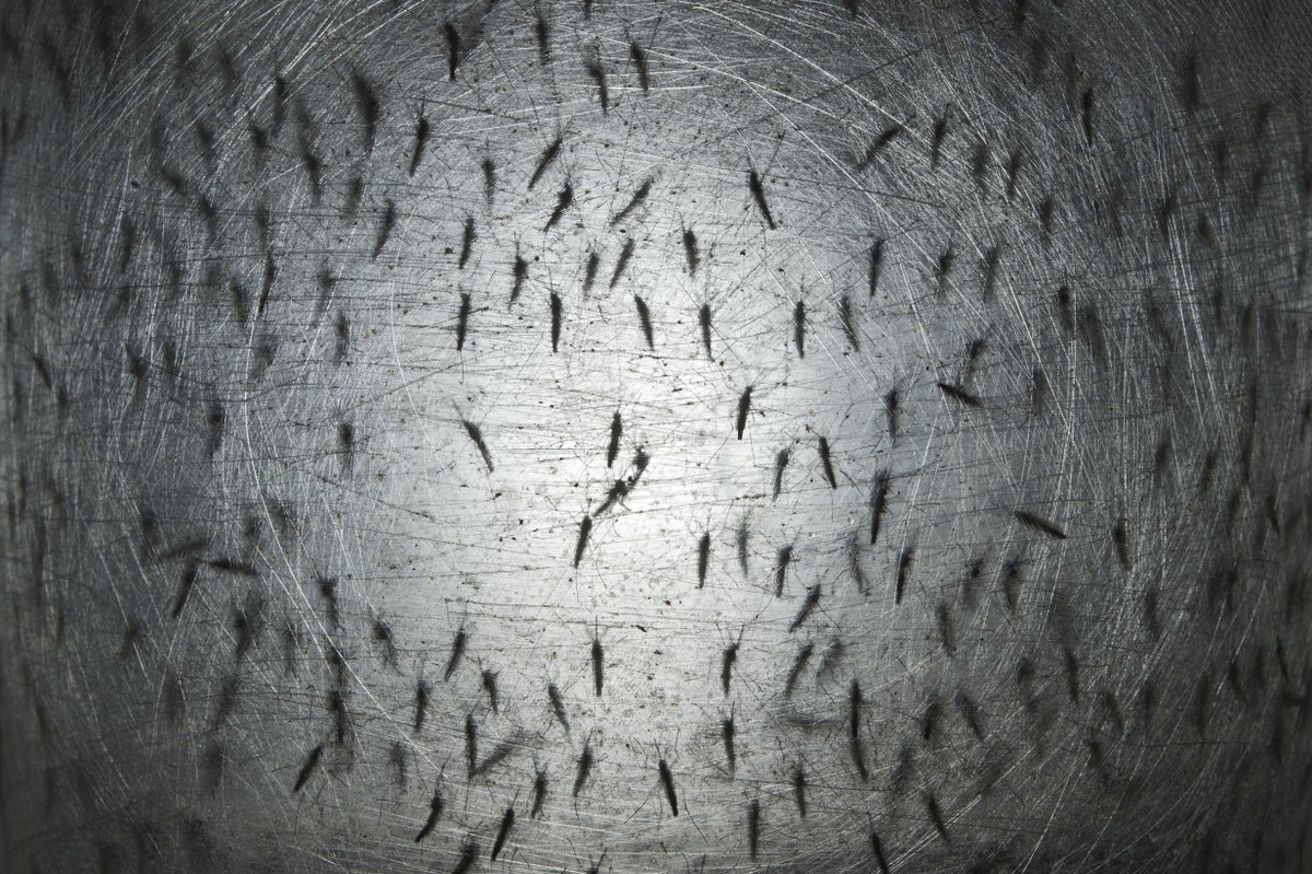 First Genetically Modified Mosquitoes Released in U.S. Are Hatching Now ...