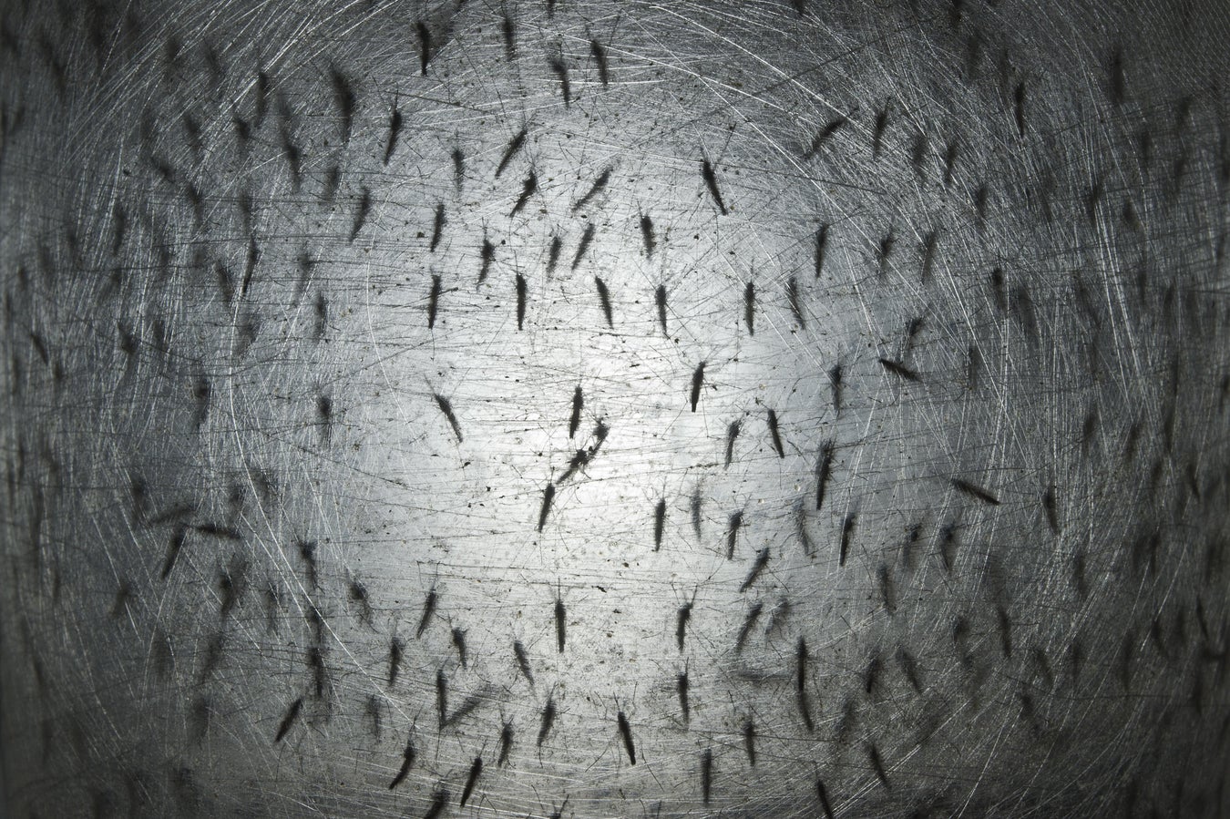 First Genetically Modified Mosquitoes Released in U.S. Are Hatching Now ...