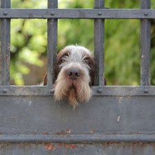 Reading between the Lines: How We See Hidden Objects - Scientific American