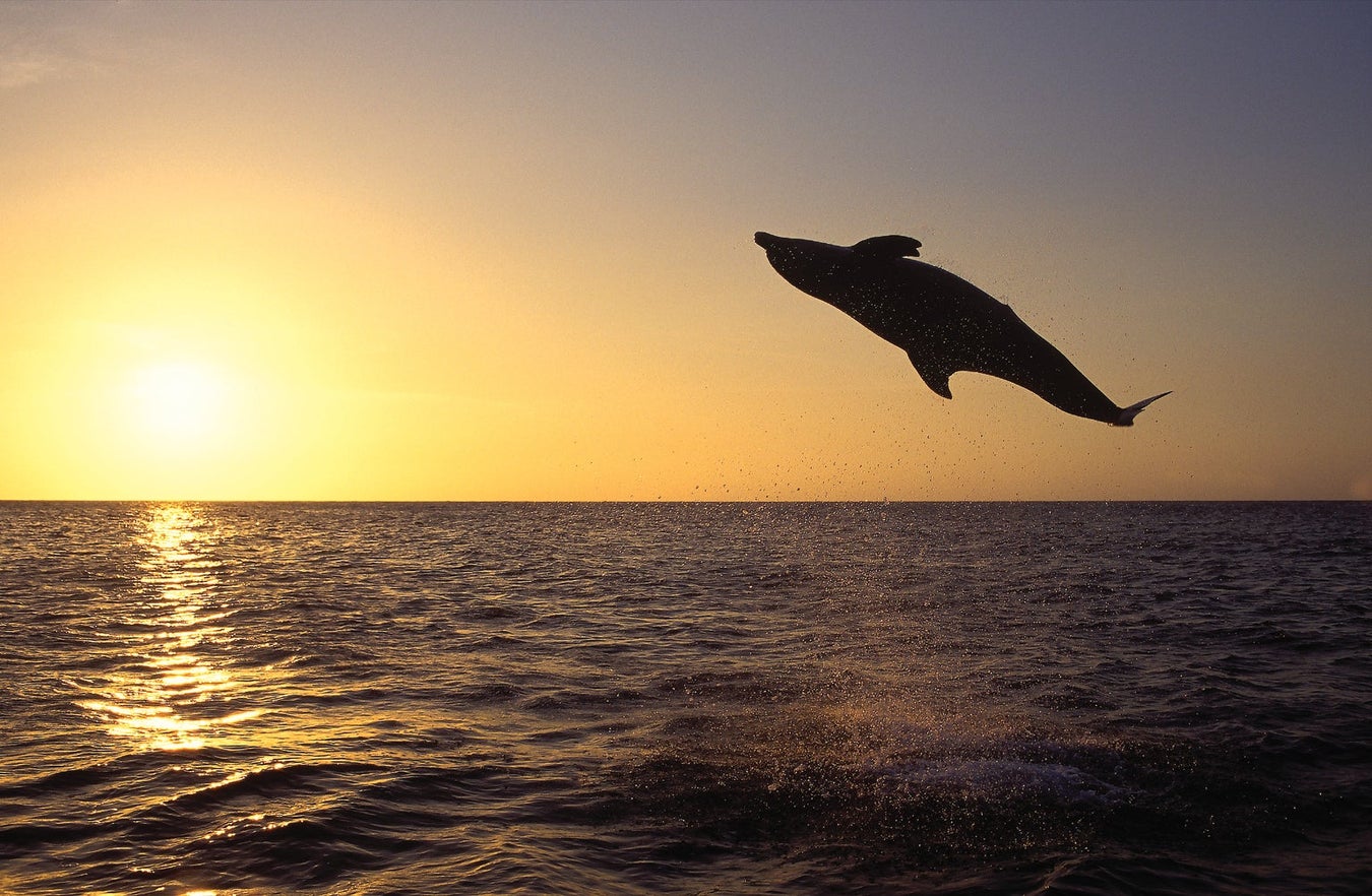 Are Dolphins Right-Handed or Left-Handed? | Scientific American