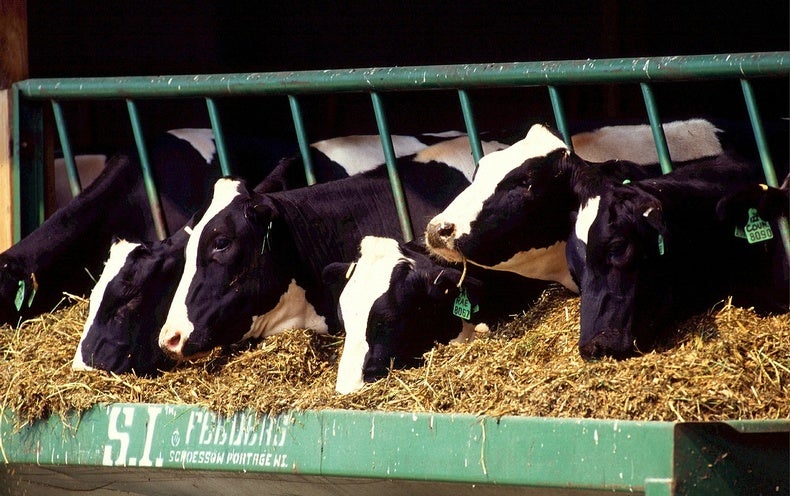 Gene-Edited Animals Face U.S. Regulatory Crackdown - Scientific American