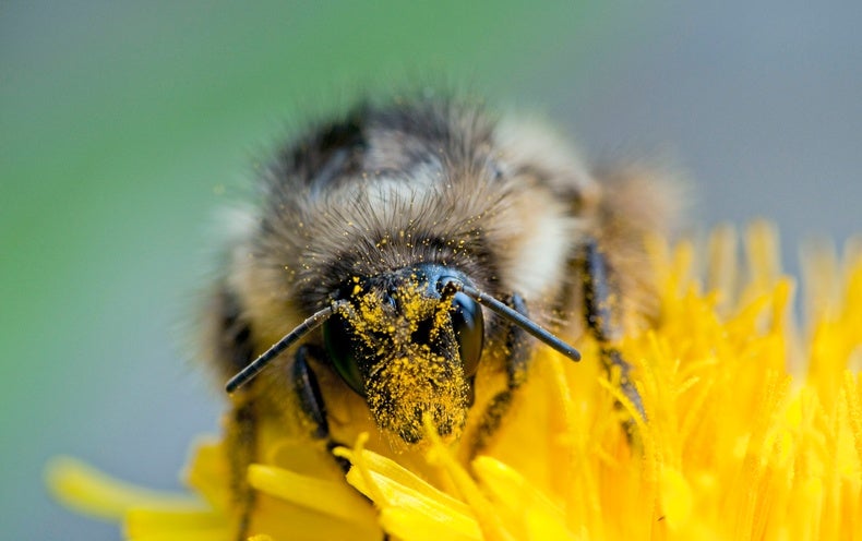 New Law Would Help Bees--but Could Leave Other Pollinators out in the ...