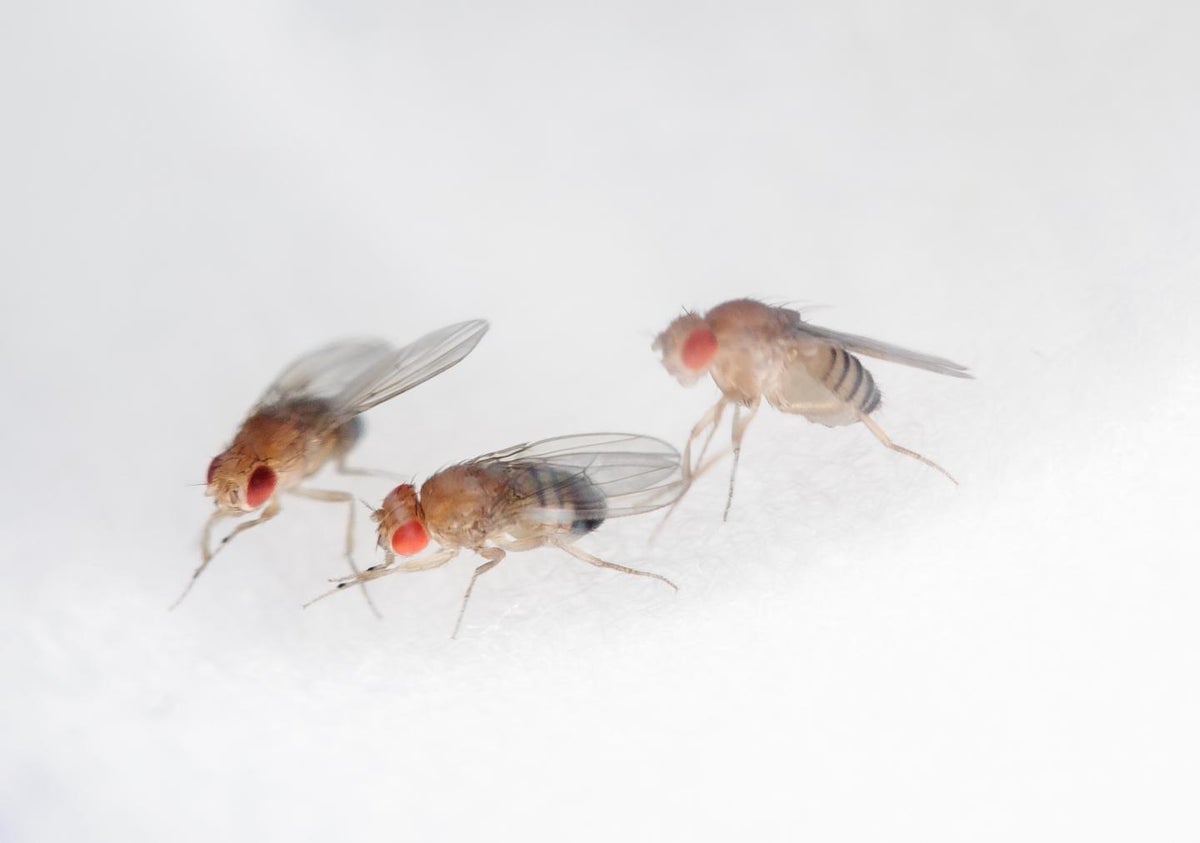 Insect Brain System Knows What You Want | Scientific American