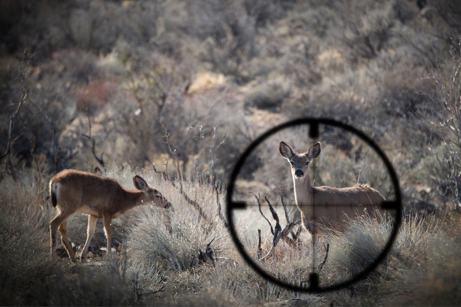 Stopping the Latest Outbreak Threat: Chronic Wasting Disease ...