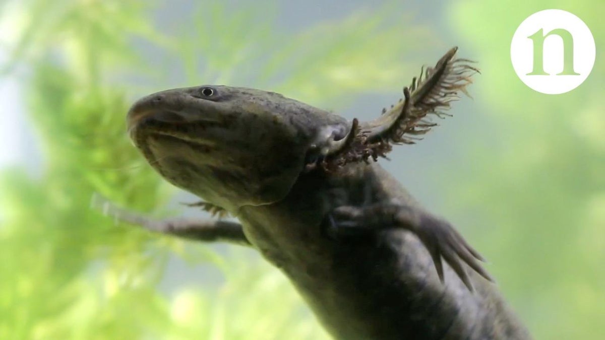 Axolotl: Saving a Strange Salamander | Scientific American