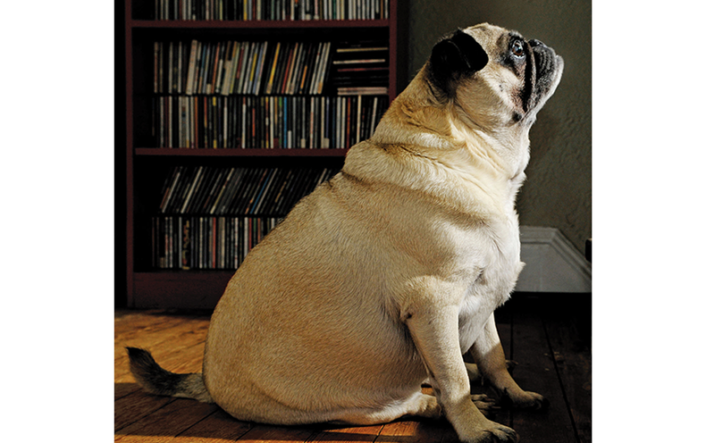 That Dog Is Too Fat - Scientific American