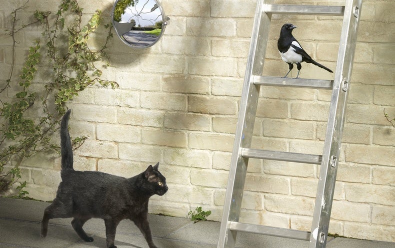 Killer Cats Bash Biodiversity - Scientific American