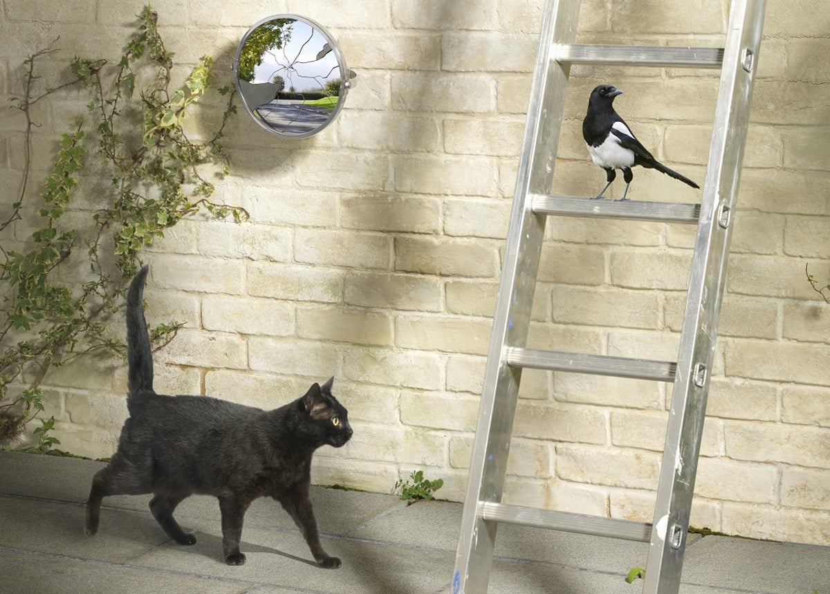 Killer Cats Bash Biodiversity | Scientific American