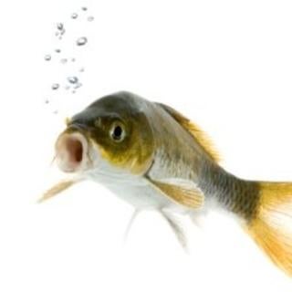 Underwater Suffering: Do Fish Feel Pain? - Scientific American