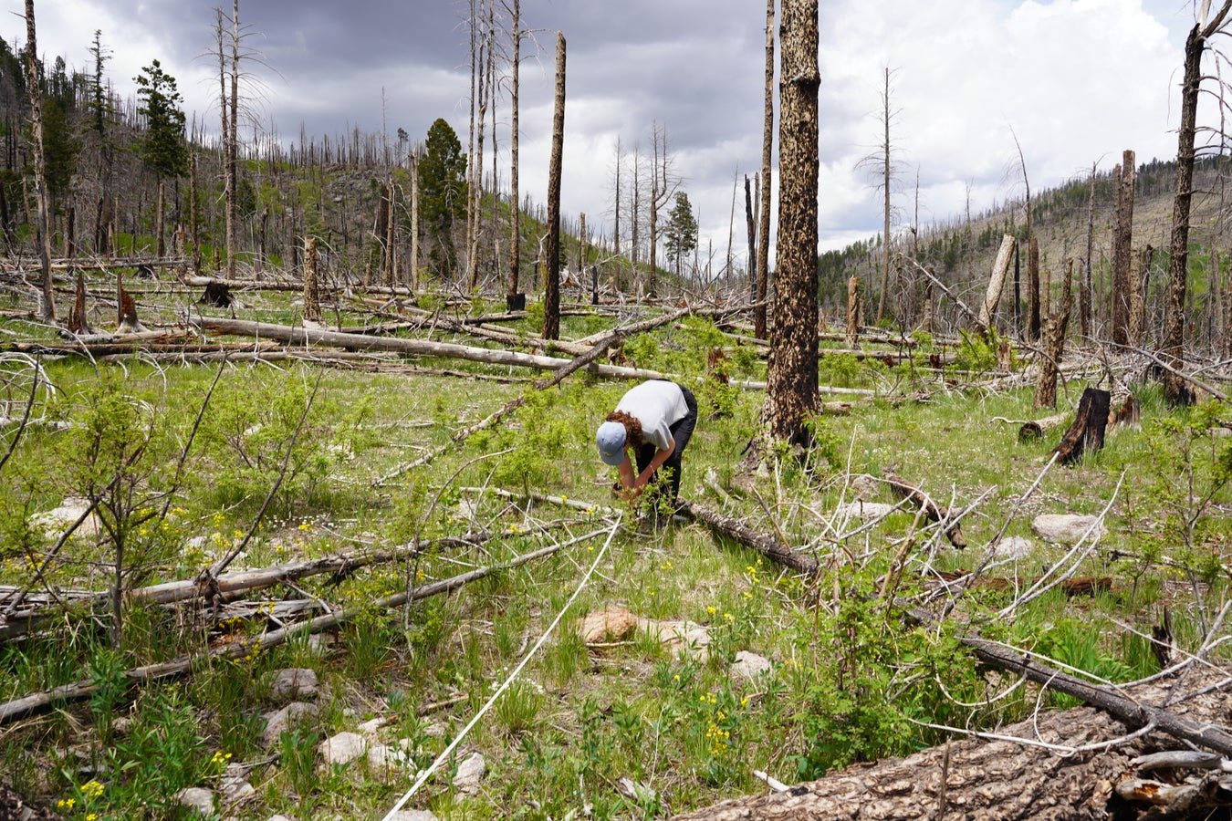 Tree by Tree, Scientists Try to Resurrect a Fire-Scarred Forest ...