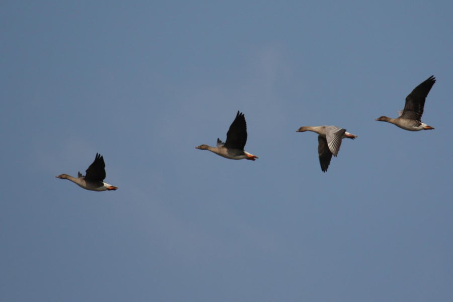 Where Will the Animals Go as Climate Changes? | Scientific American