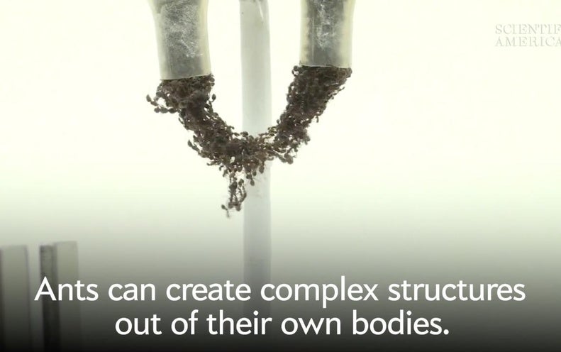 Fire Ants Build "Eiffel Tower" Structures - Scientific American