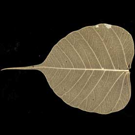 In Natural Networks, Strength in Loops - Scientific American