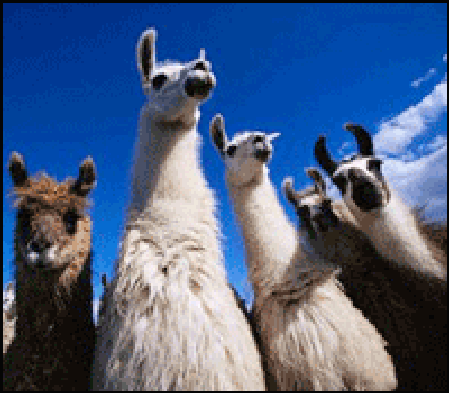Llamas Recruited to Fight against Biological Threats - Scientific American