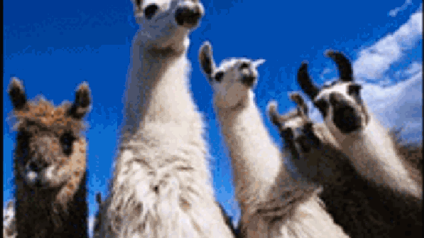 Llamas Recruited to Fight against Biological Threats - Scientific American