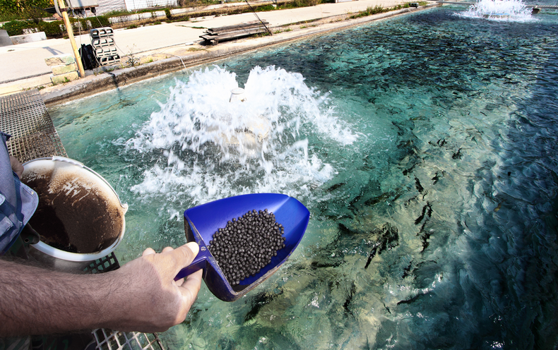 Faux Fish Might Help Aquaculture Keep Feeding the World - Scientific ...