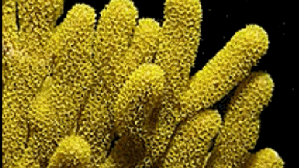 Compound from Coral Could Combat Cancer - Scientific American