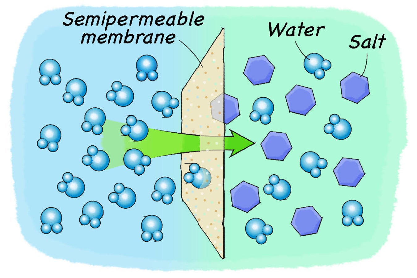 Make a Potato Shrink--with Saltwater | Scientific American