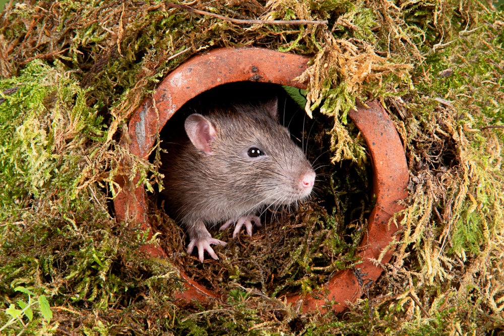 Rats Use the Power of Imagination to Navigate and Move Objects in a VR ...