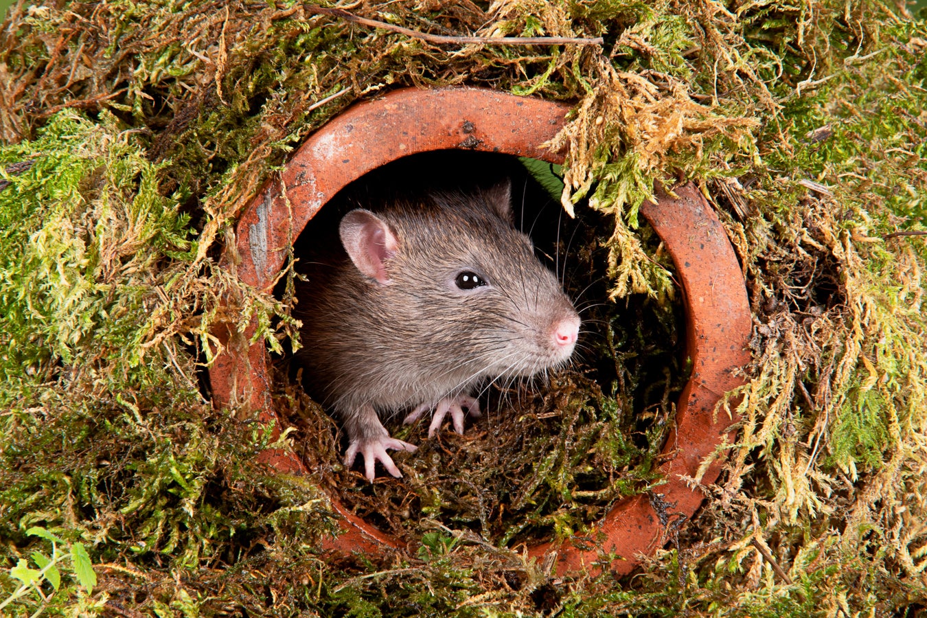 Rats Use the Power of Imagination to Navigate and Move Objects in a VR ...