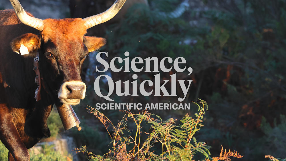 How Is This Ancient Cattle Breed Fighting Wildfires in Portugal ...