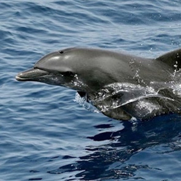 Dolphin Die-Off Tied to Virus Related to Human Measles - Scientific ...
