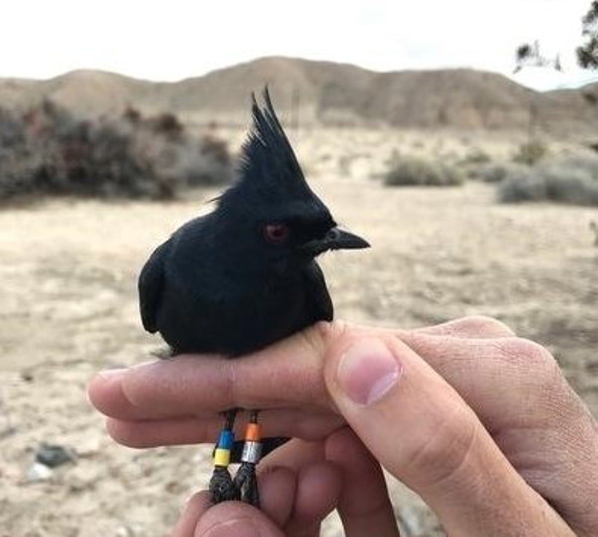 Odd Bird Migrates Twice to Breed | Scientific American