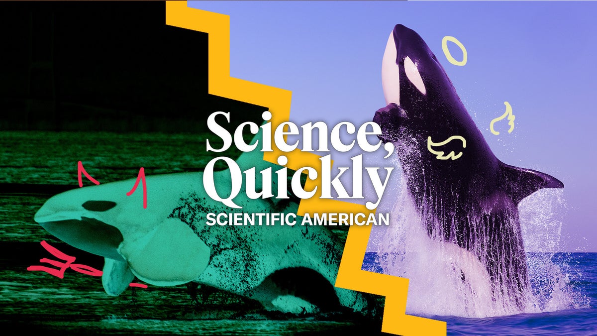 Are Orcas Friends or Foes? | Scientific American