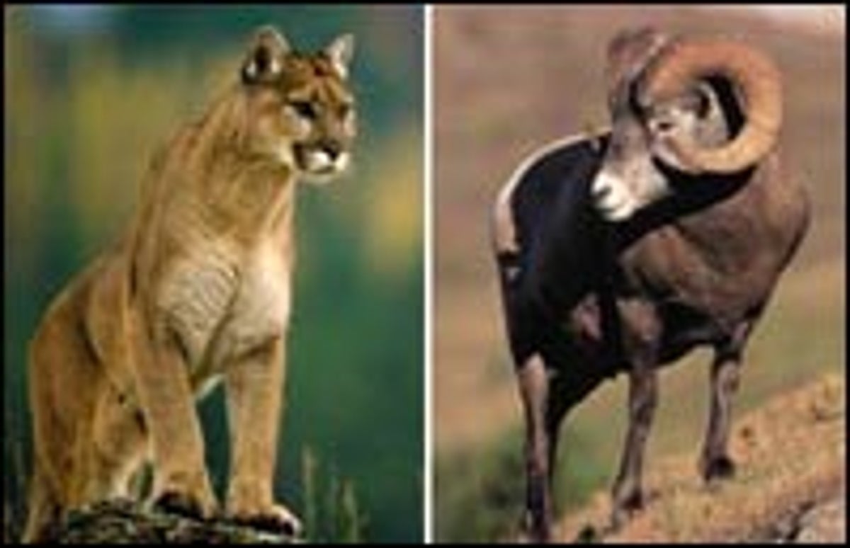 Lion versus Lamb | Scientific American