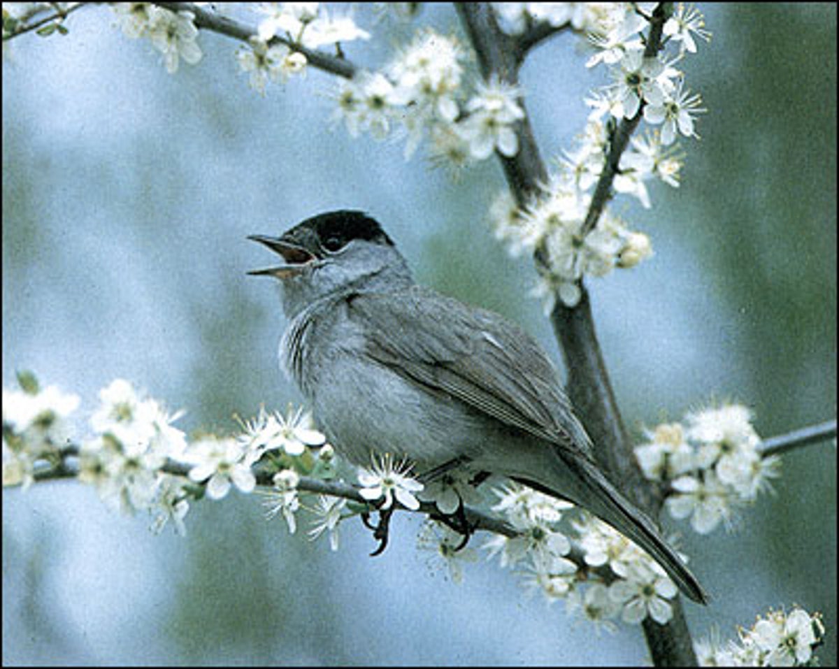 Evolution in Action | Scientific American