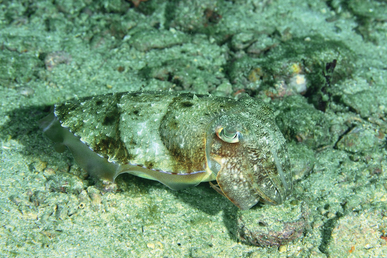 Cuttlefish Are Dazzling, But Do They Dream? | Scientific American
