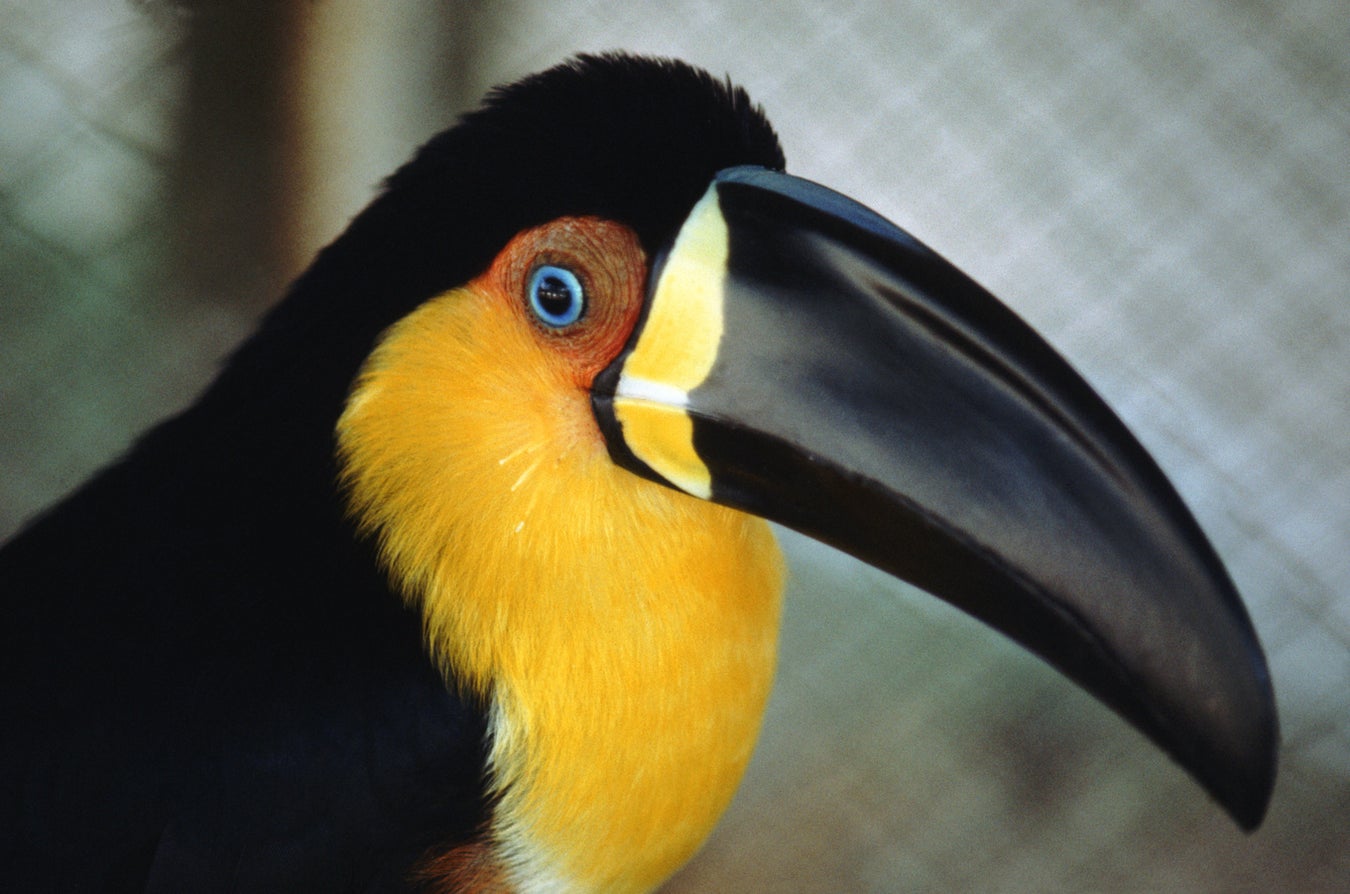 Bird Beak Shapes Depend on More Than Diet | Scientific American
