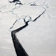 280-Million-Year-Old Fossil Forest Discovered in Antarctica ...
