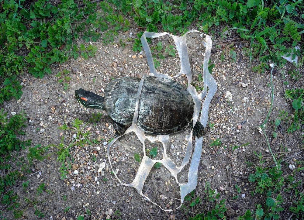 Imperiled Freshwater Turtles Are Eating Plastics--Science Is Just ...