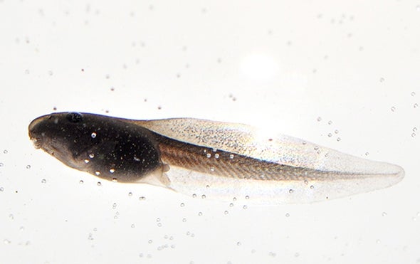 Transplanted Eyes Let Tadpoles See from Their Tails - Scientific American