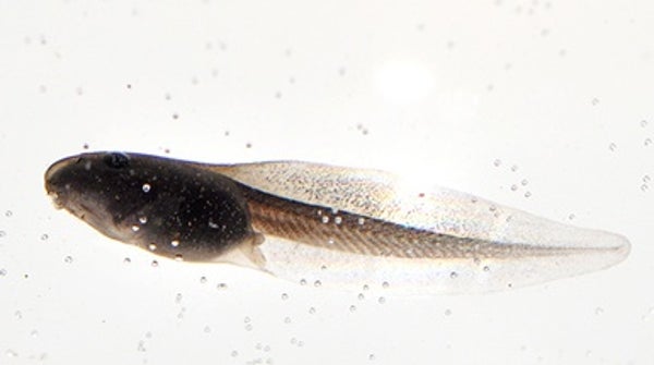 Transplanted Eyes Let Tadpoles See from Their Tails - Scientific American