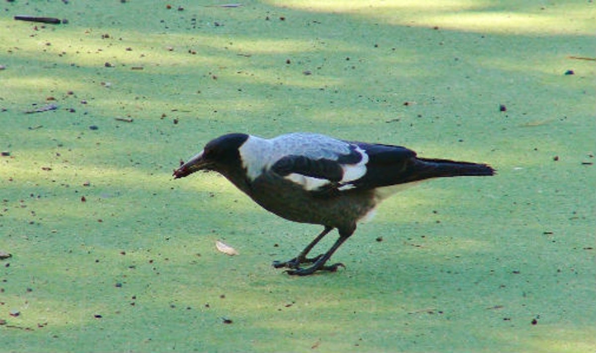 Australian Bird Dips Its Dinner | Scientific American