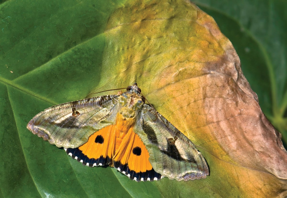 Nocturnal Moth Species Has a Flashy Secret | Scientific American