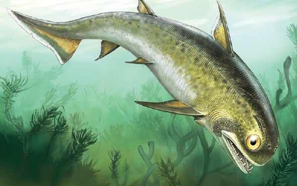 Sharklike Fossil Fills In the Jaws Family Tree - Scientific American