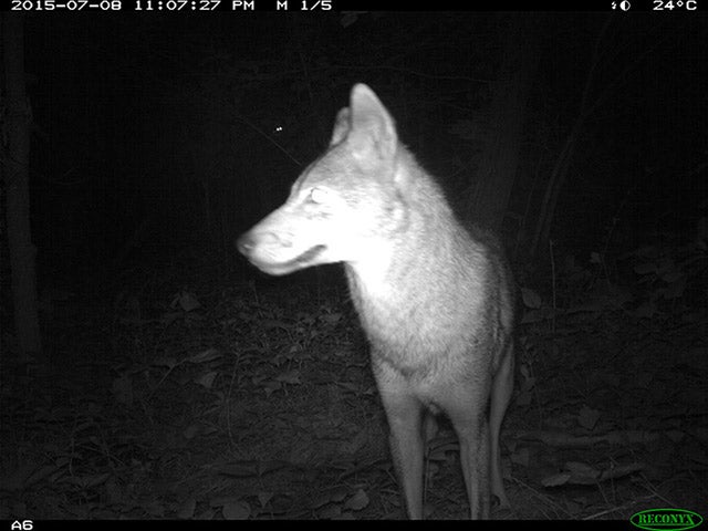 Cameras Catch Coyotes as They Take Manhattan [Slide Show] - Scientific ...
