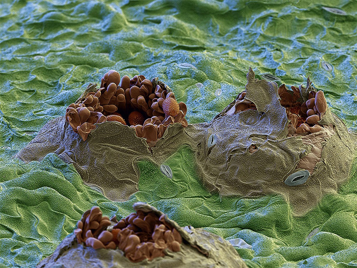 Soybean rust | Scientific American
