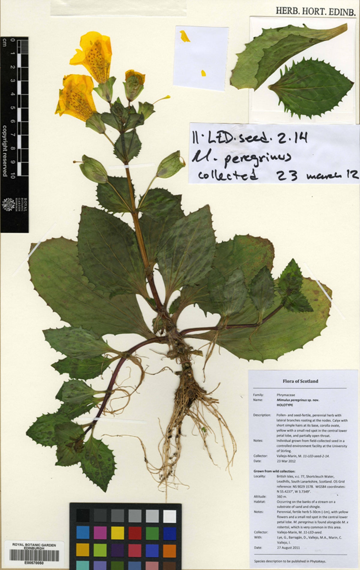 Make Room for a New Bloom: New Flower Discovered | Scientific American