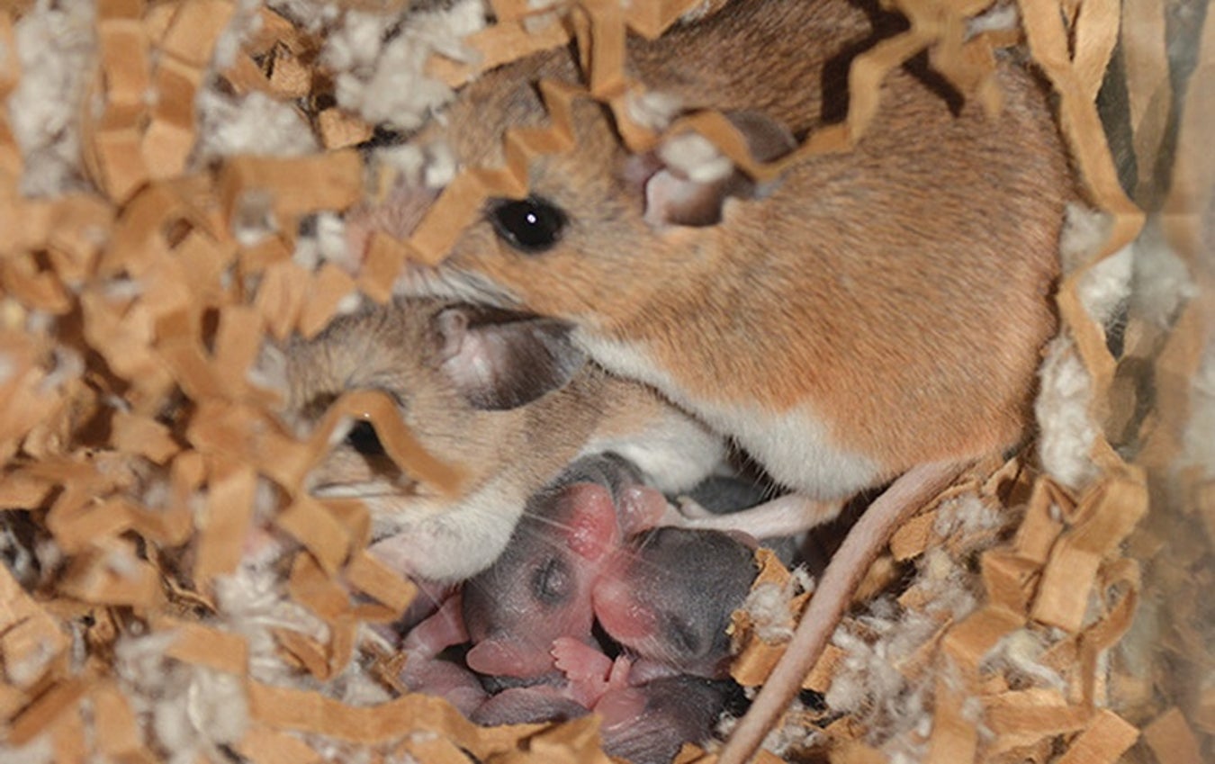 Why Some Mice Seem to Make Bad Parents | Scientific American