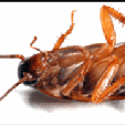 How Did Insect Metamorphosis Evolve? - Scientific American
